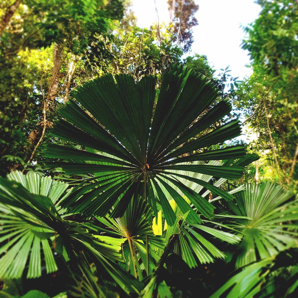 Explore flora of the tropical rainforest | Skyrail